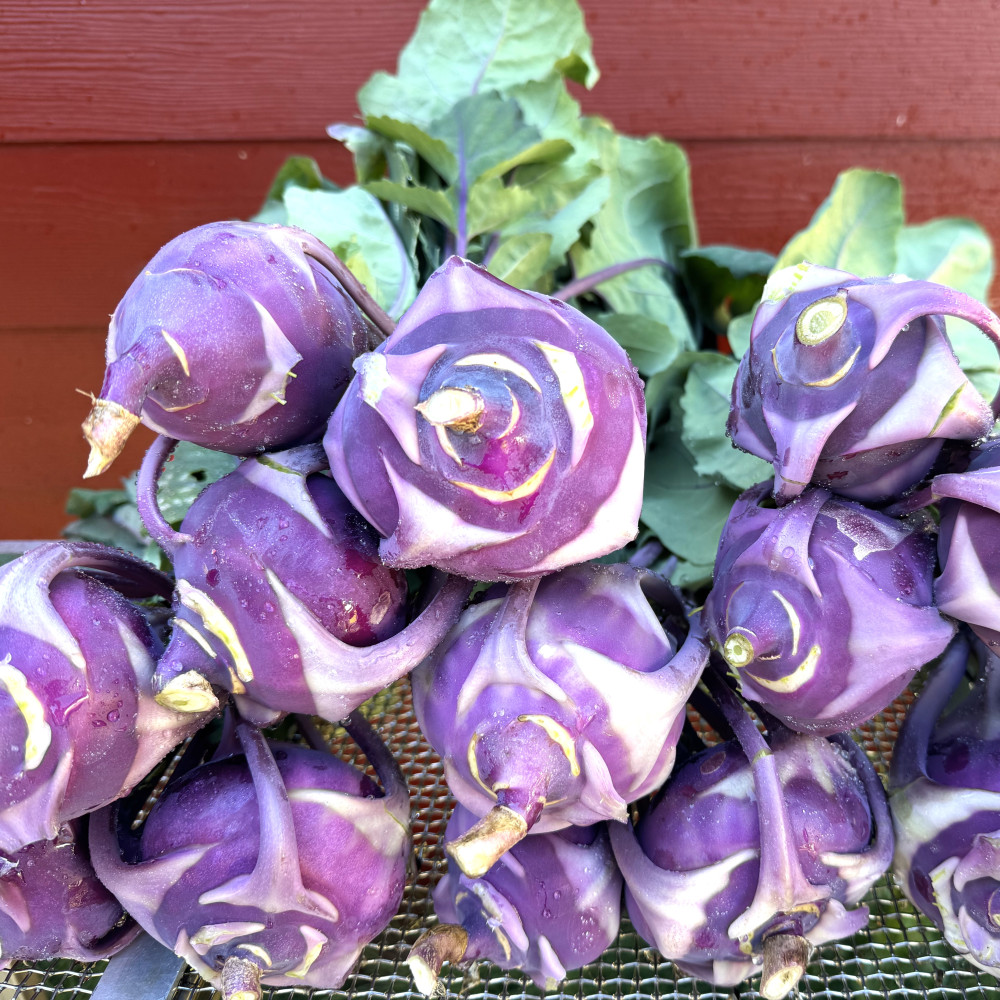Purple Kohlrabi - FireTrail Farm