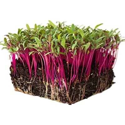 Beet Microgreens - FireTrail Farm