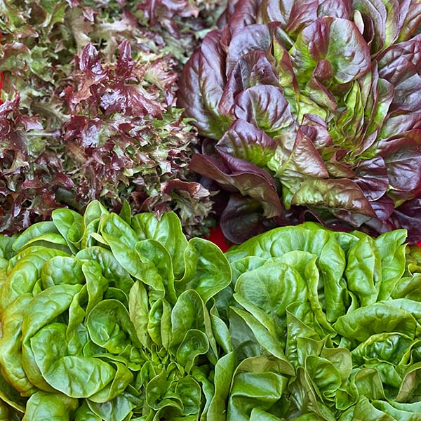 Butter Head Lettuce - FireTrail Farm
