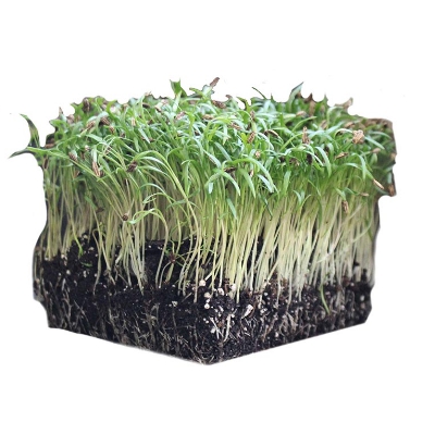 Dill Microgreens - FireTrail Farm