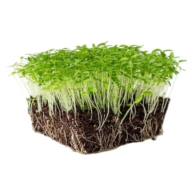 Parsley Microgreens - FireTrail Farm