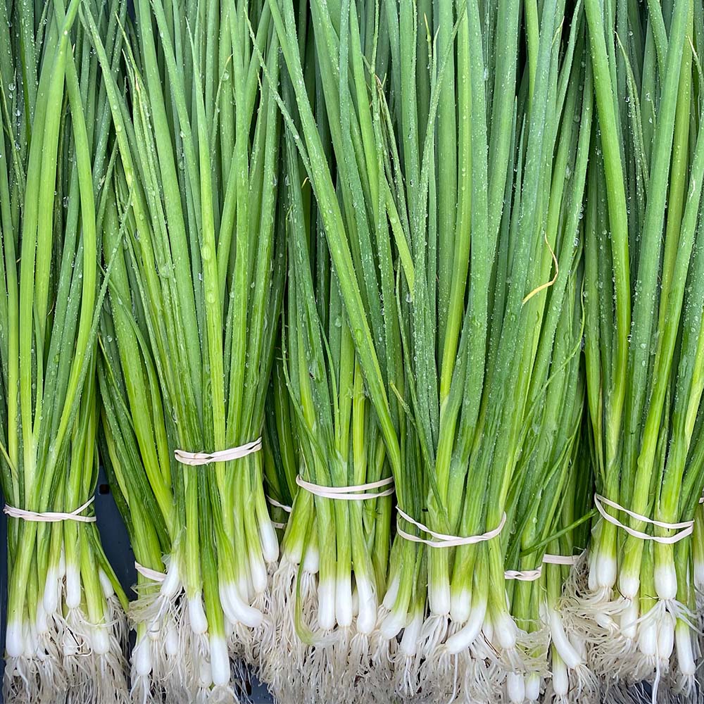 Scallions - FireTrail Farm