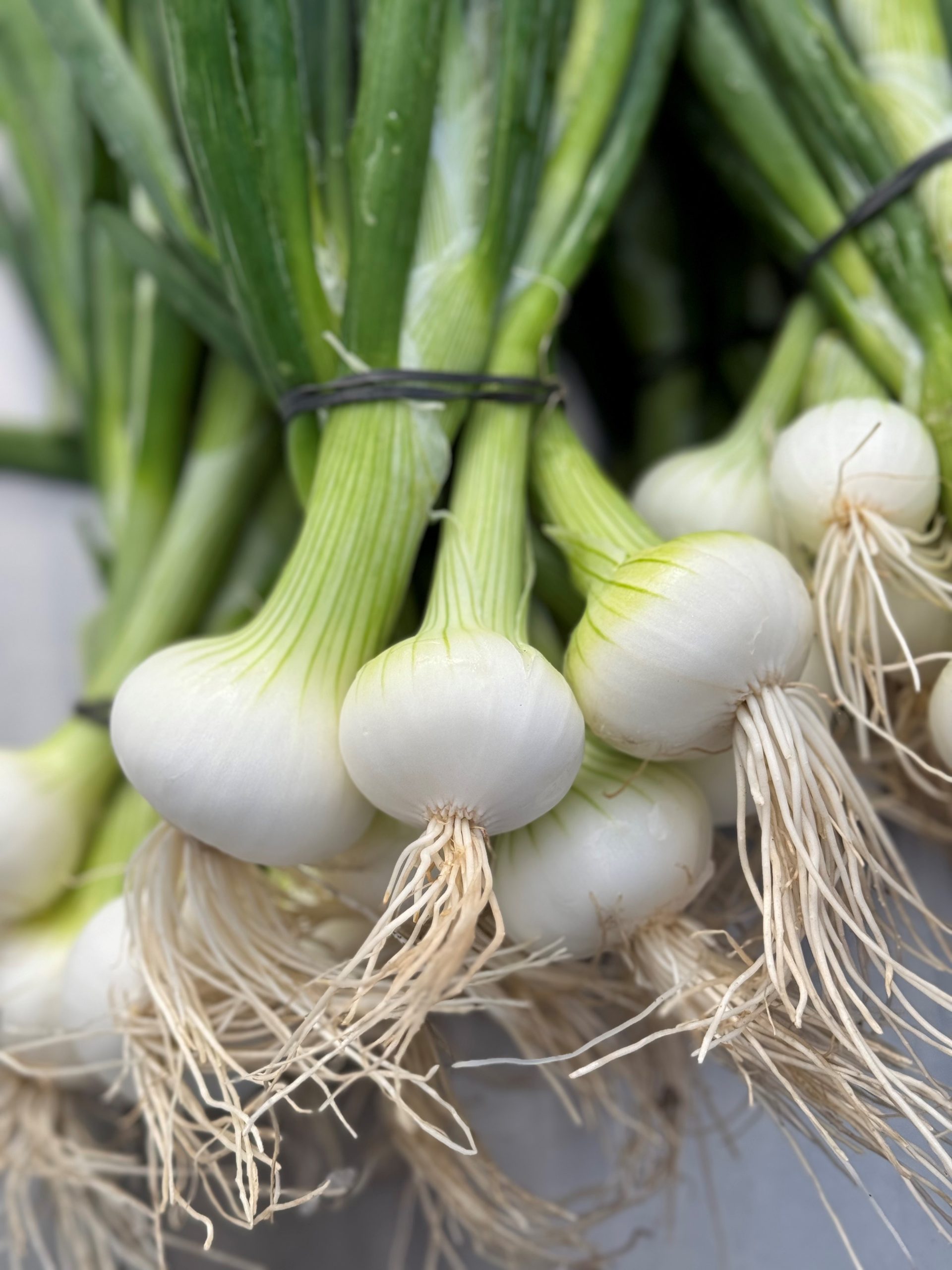 Pearl Onion Bunch - FireTrail Farm