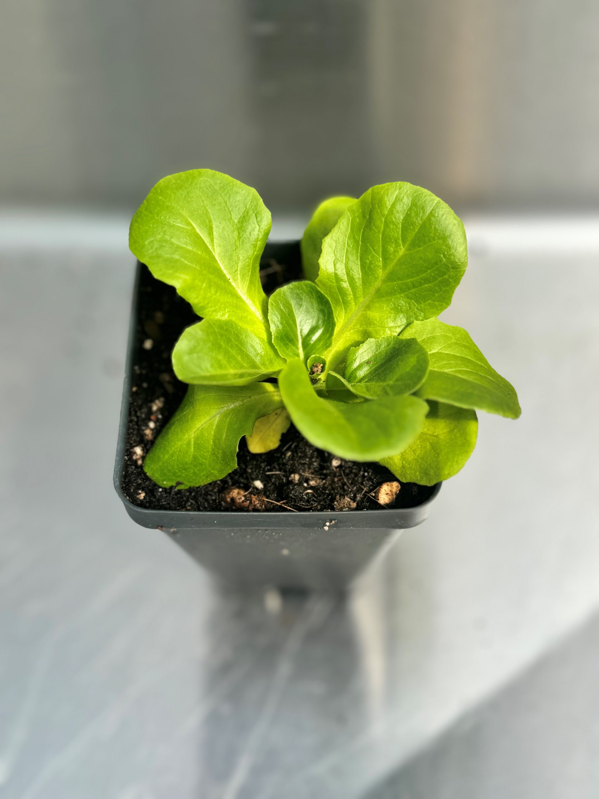 Green Butter Salad Start - FireTrail Farm