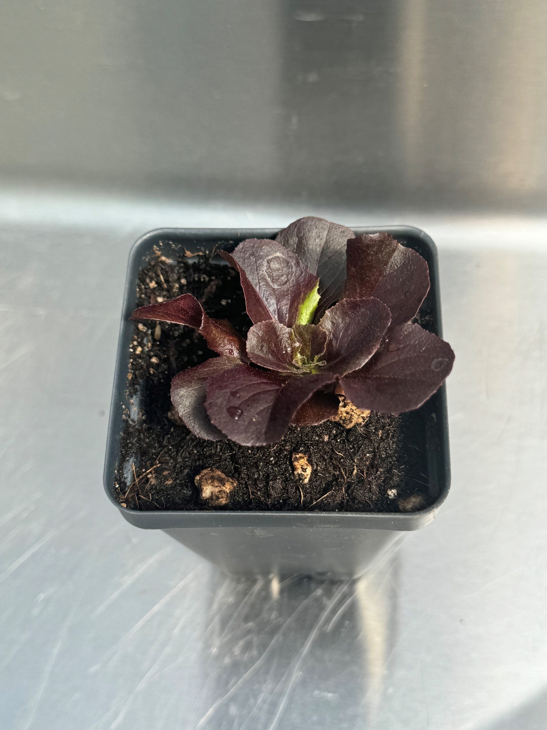 Red Butter Salad Start - FireTrail Farm